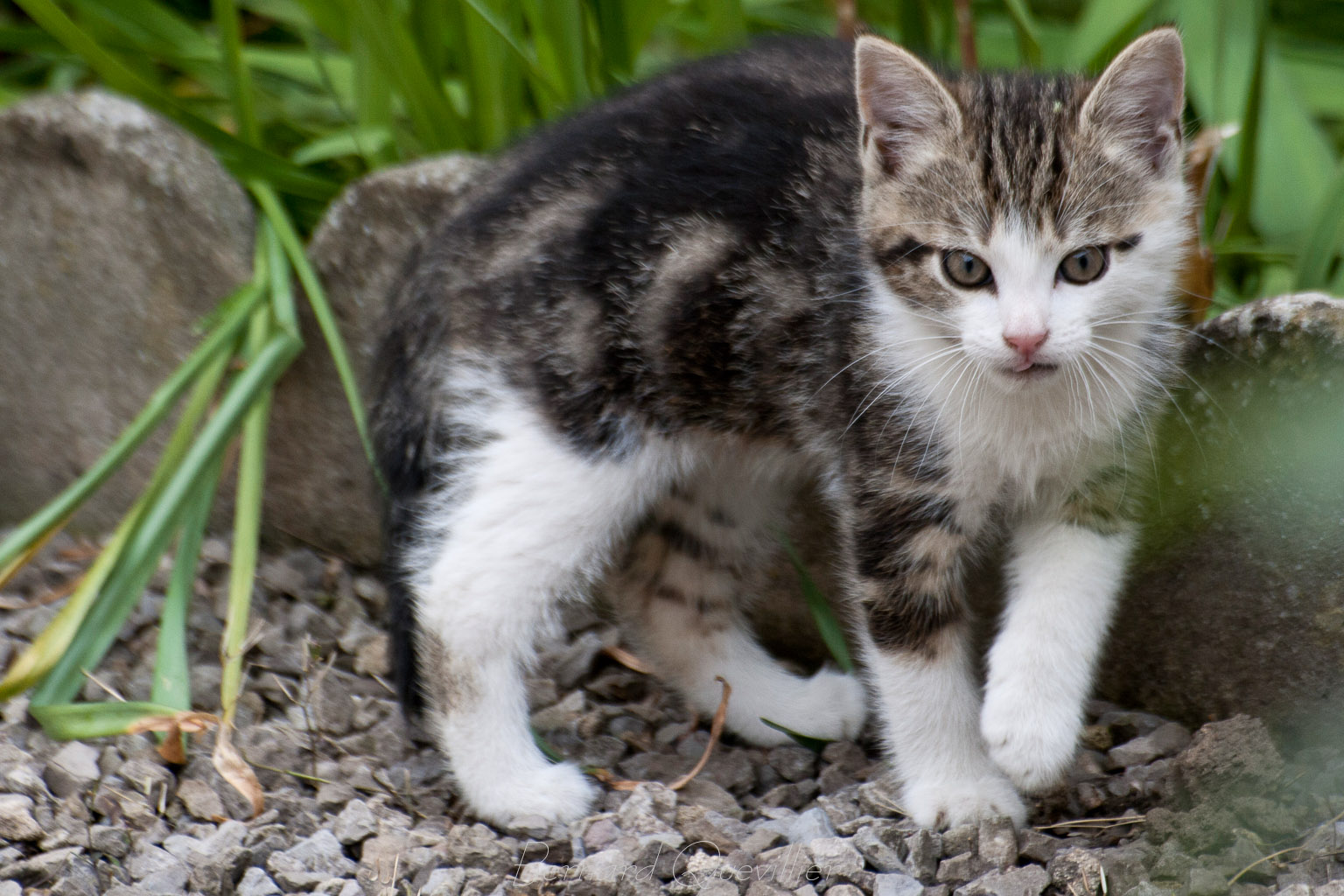 Châtaigne, ses chatons et leurs amis
