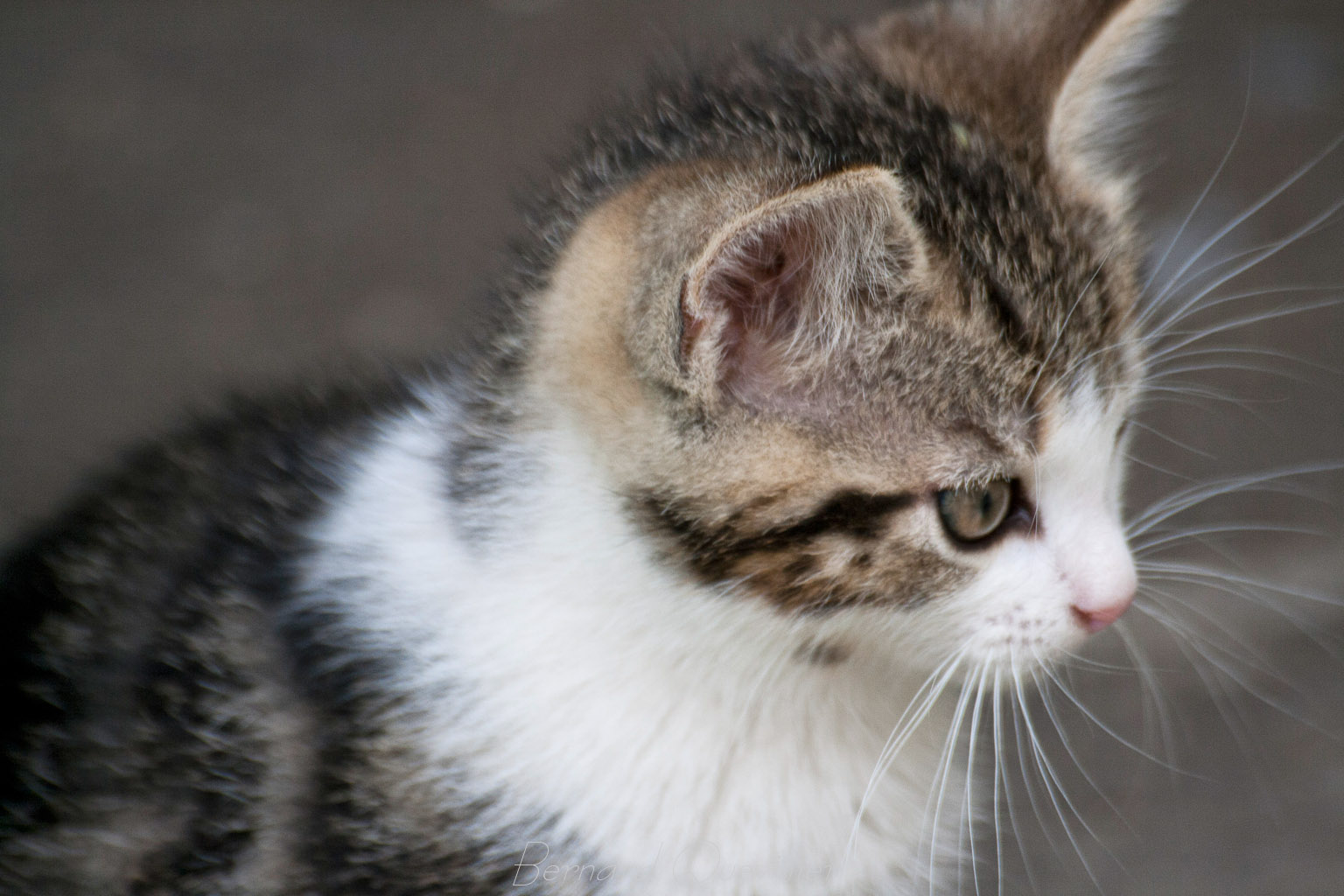Châtaigne, ses chatons et leurs amis